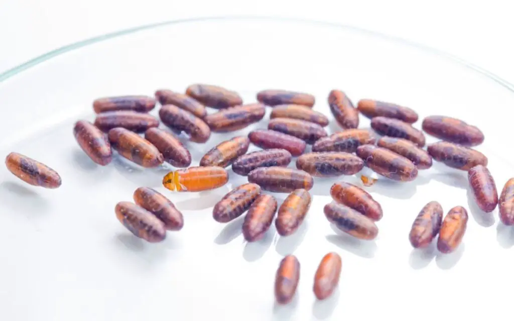 Pupes de mouche dans la maison : comment les éliminer ? - Plot-terrasse.net